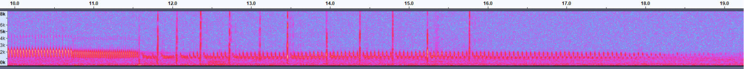 Vocalisations – Nightjars of the Forest of Dean